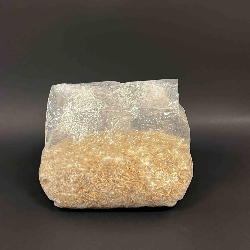 Grain Spawn - The Fungidelic Mushroom Company